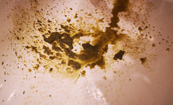 Aprenda o significado do cocô do seu cão. – Dogs 'n Cats.net